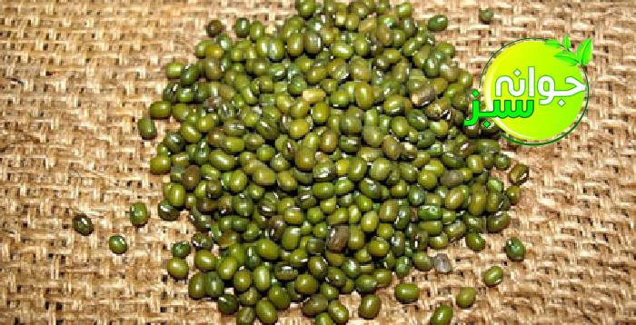 خواص ماش + روش تهیه جوانه ماش - آموزشگاه جوانه سبز