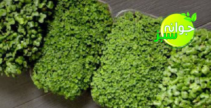 سبزه عید فوری، چه دانه هایی زودتر سبز می شوند - آموزشگاه جوانه سبز